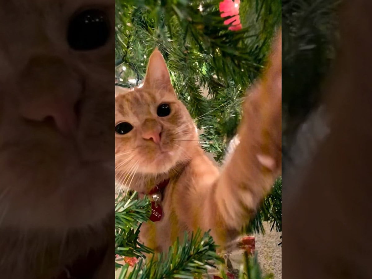 Mačka, ki je ne ustavi niti božično drevo, ki visi s stropa 藍 - R藍FL