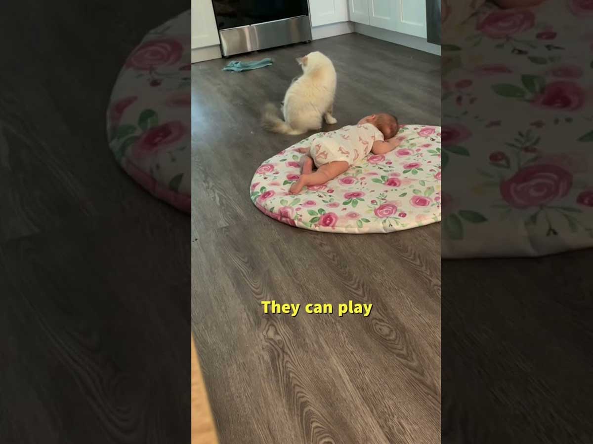 Mucka nosi svoje mladičke človeškemu mladičku - R藍FL